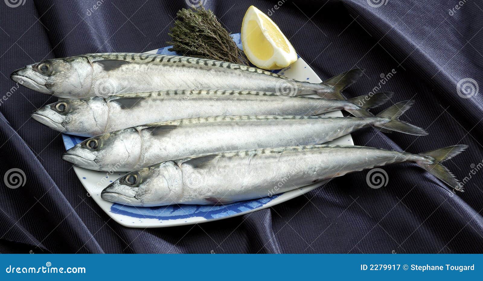 Four Fishes stock image. Image of vertical, elongated - 2279917