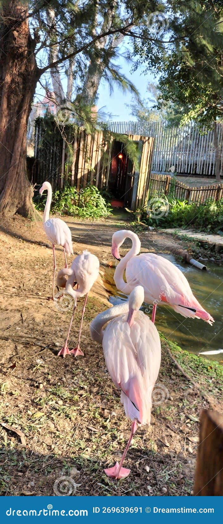 Four Flamingos In Camargue Royalty-Free Stock Image | CartoonDealer.com ...