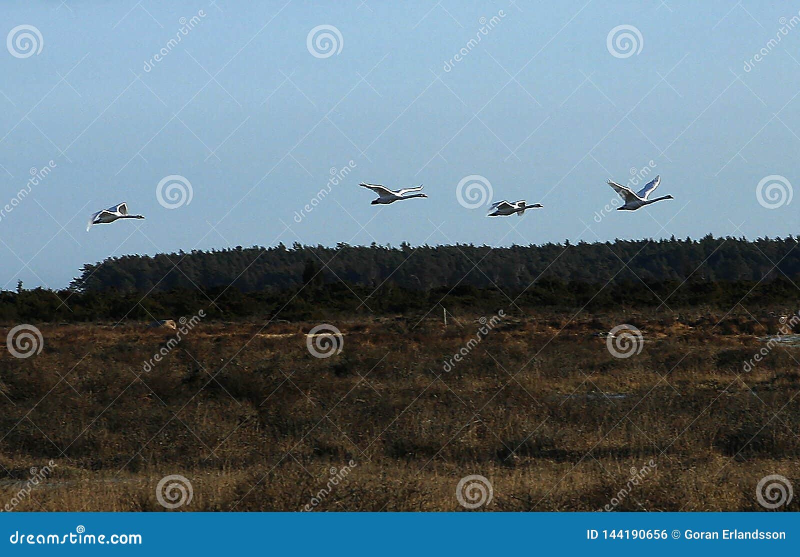 Four flaying bird swan stock photo. Image of wings, long - 144190656