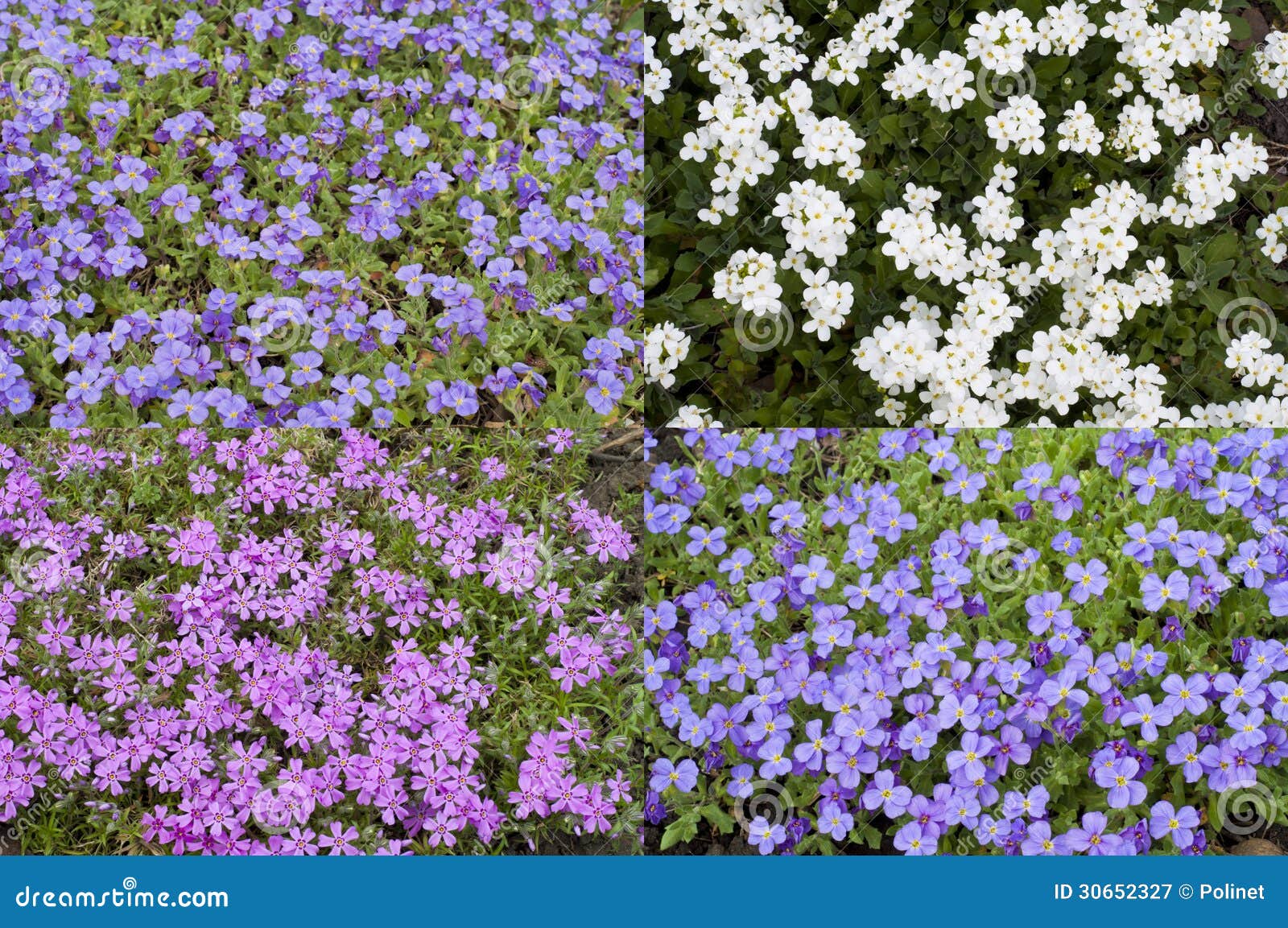 Four Flower Fields stock image. Image of petals, green - 30652327