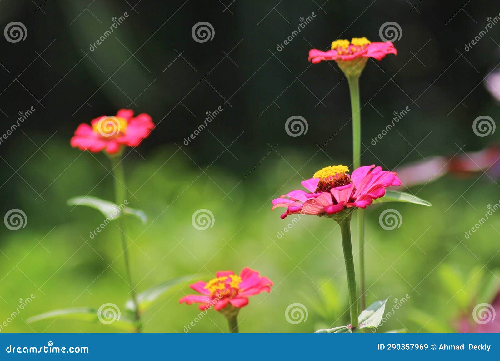 Four flower stock image. Image of blossom, petal, flowers - 290357969