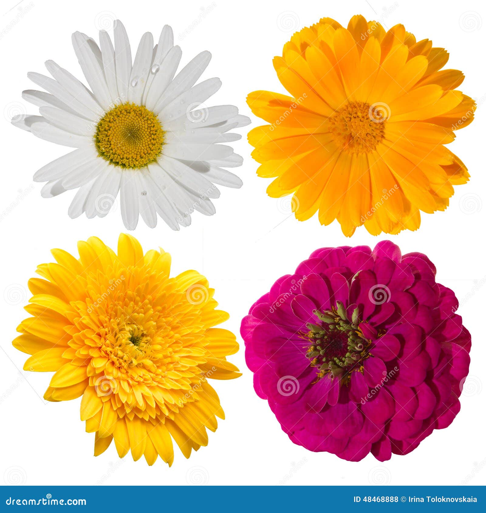Four flower stock photo. Image of frame, vibrant, gerber - 48468888