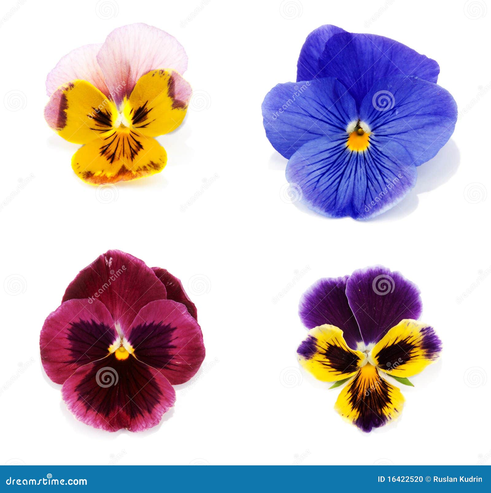 Four flower with petal stock photo. Image of floral, small - 16422520