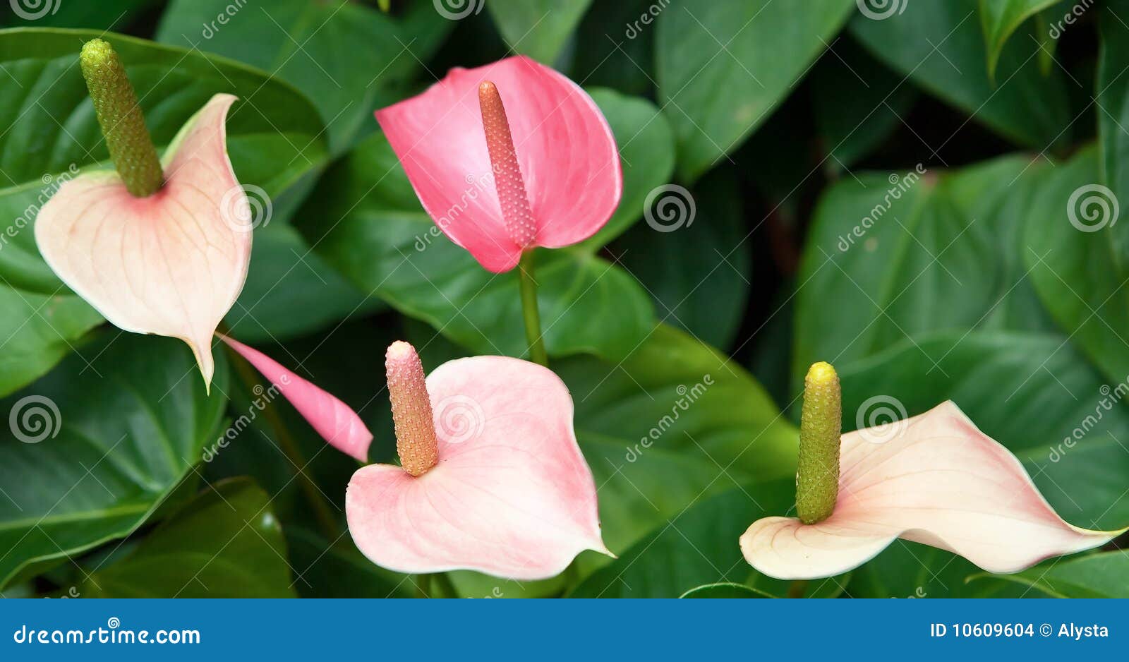 Four Flowers stock photo. Image of plants, flower, green - 10609604