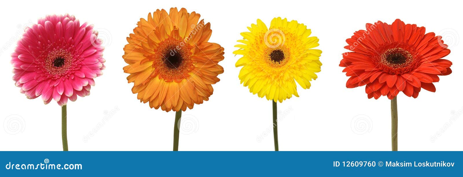 Four flowers stock photo. Image of gerbera, closeup, flora - 12609760
