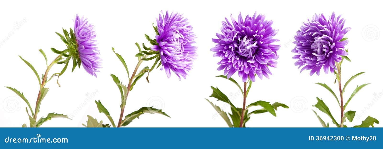 Four Flowers Angles Stock Photos - Free & Royalty-Free Stock Photos ...