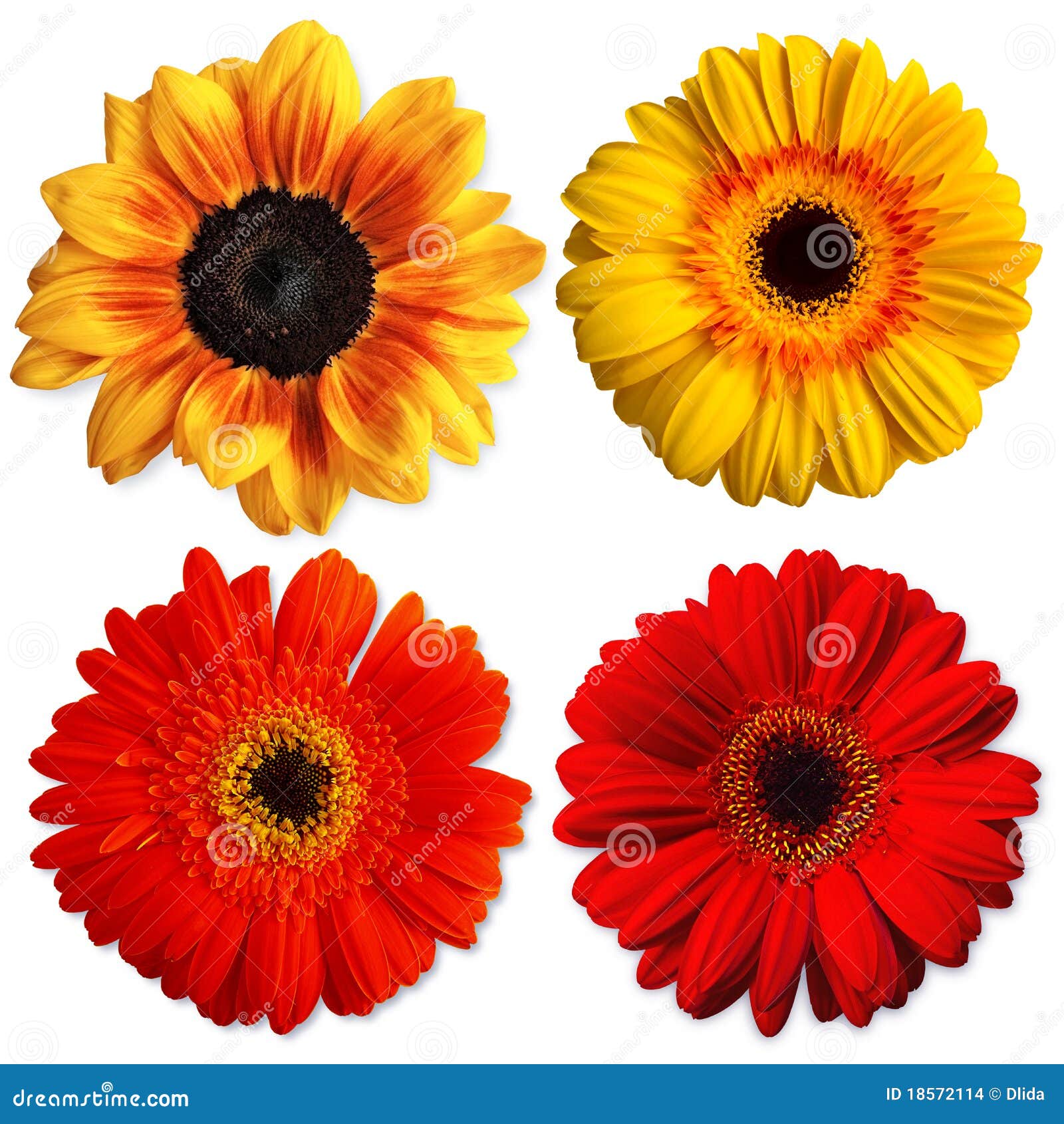 Four flowers isolated stock photo. Image of beauty, bloom - 18572114