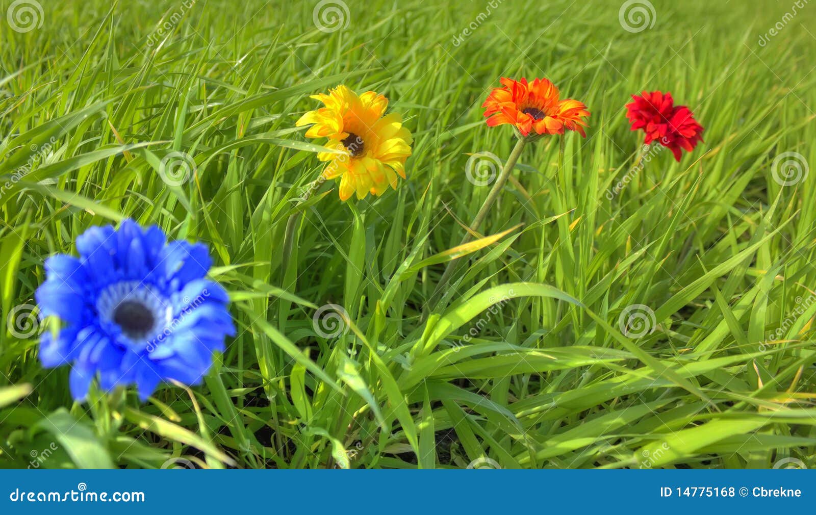 Four flowers in meadow stock photo. Image of nature, environment - 14775168