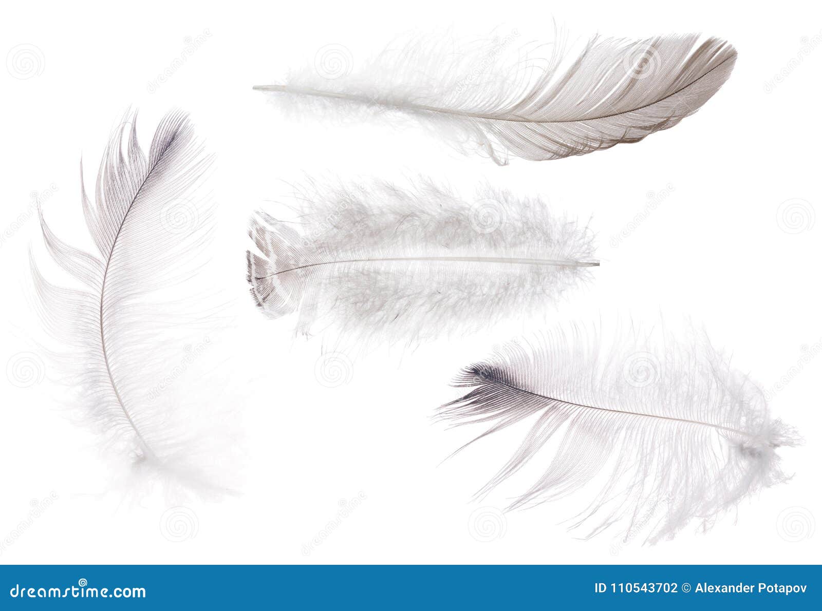 Four Fluffy Isolated Light Grey Feathers Stock Photo - Image of furry ...