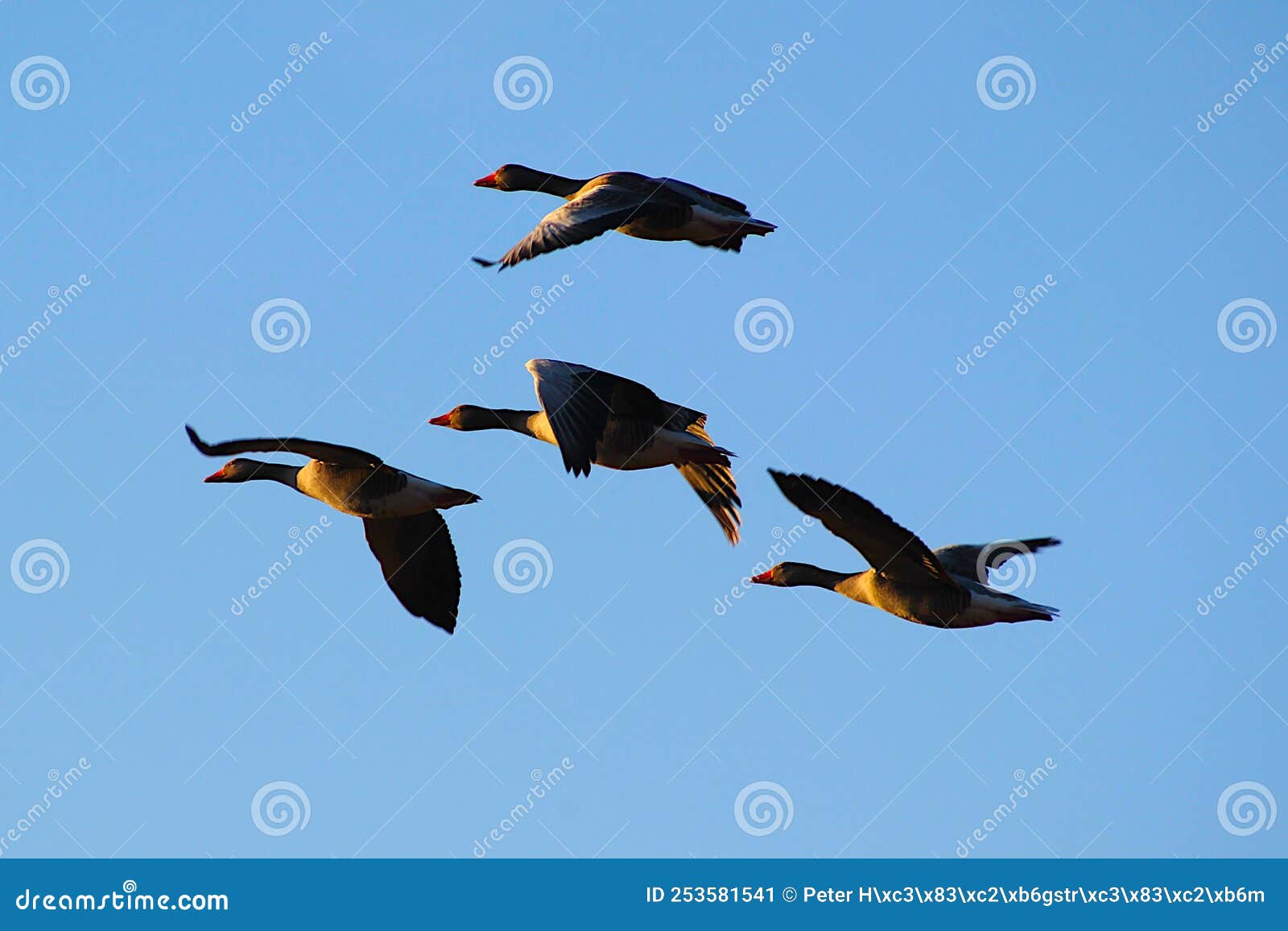 Four Flying geese stock image. Image of flying, beak - 253581541