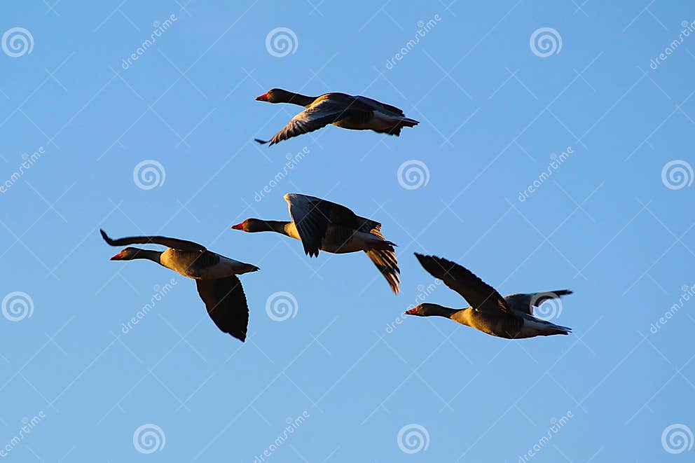Four Flying geese stock image. Image of flying, beak - 253581541
