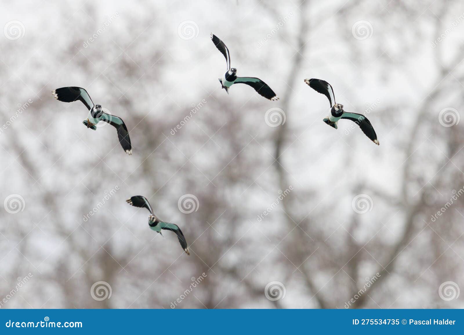 Four Flying Lapwings (vanellus Vanellus) in Front of Trees Stock Image ...