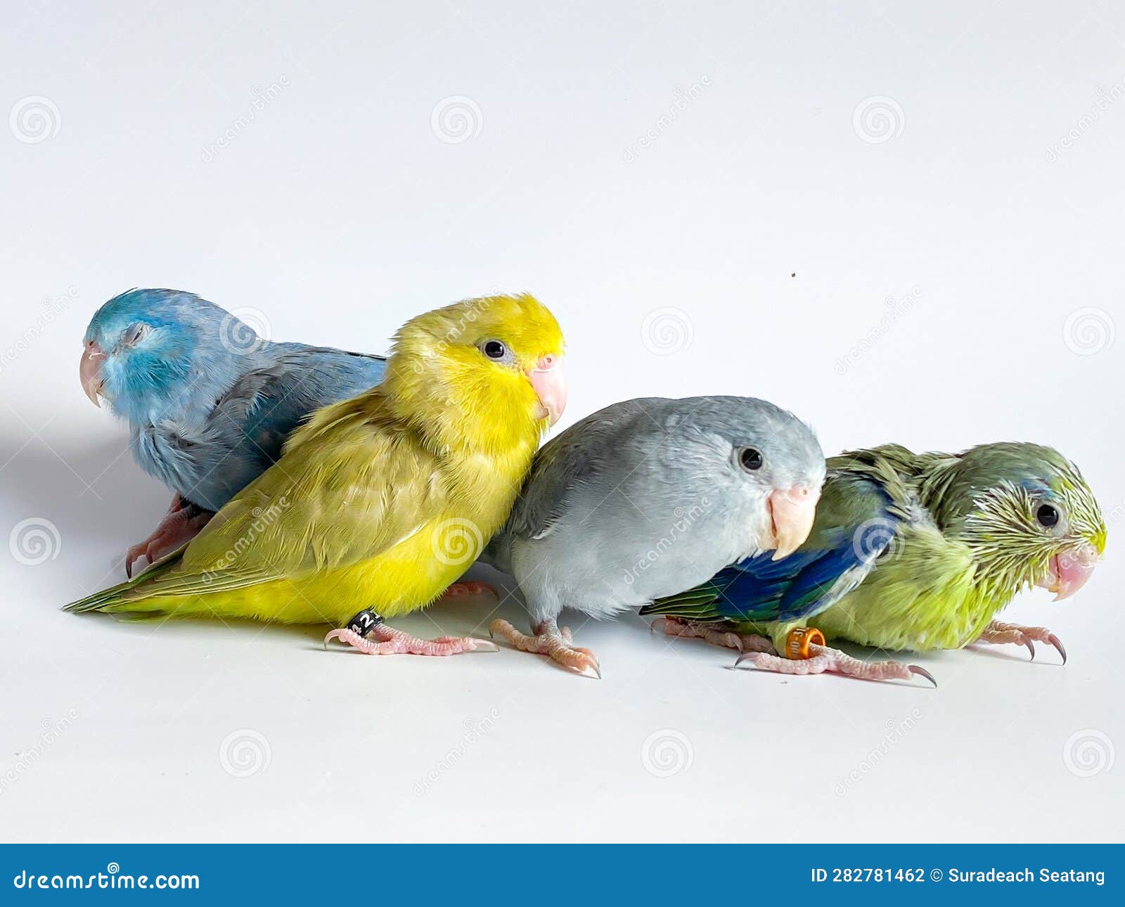 Forpus Parrot Bird on the White Stock Photo - Image of pretty, table ...