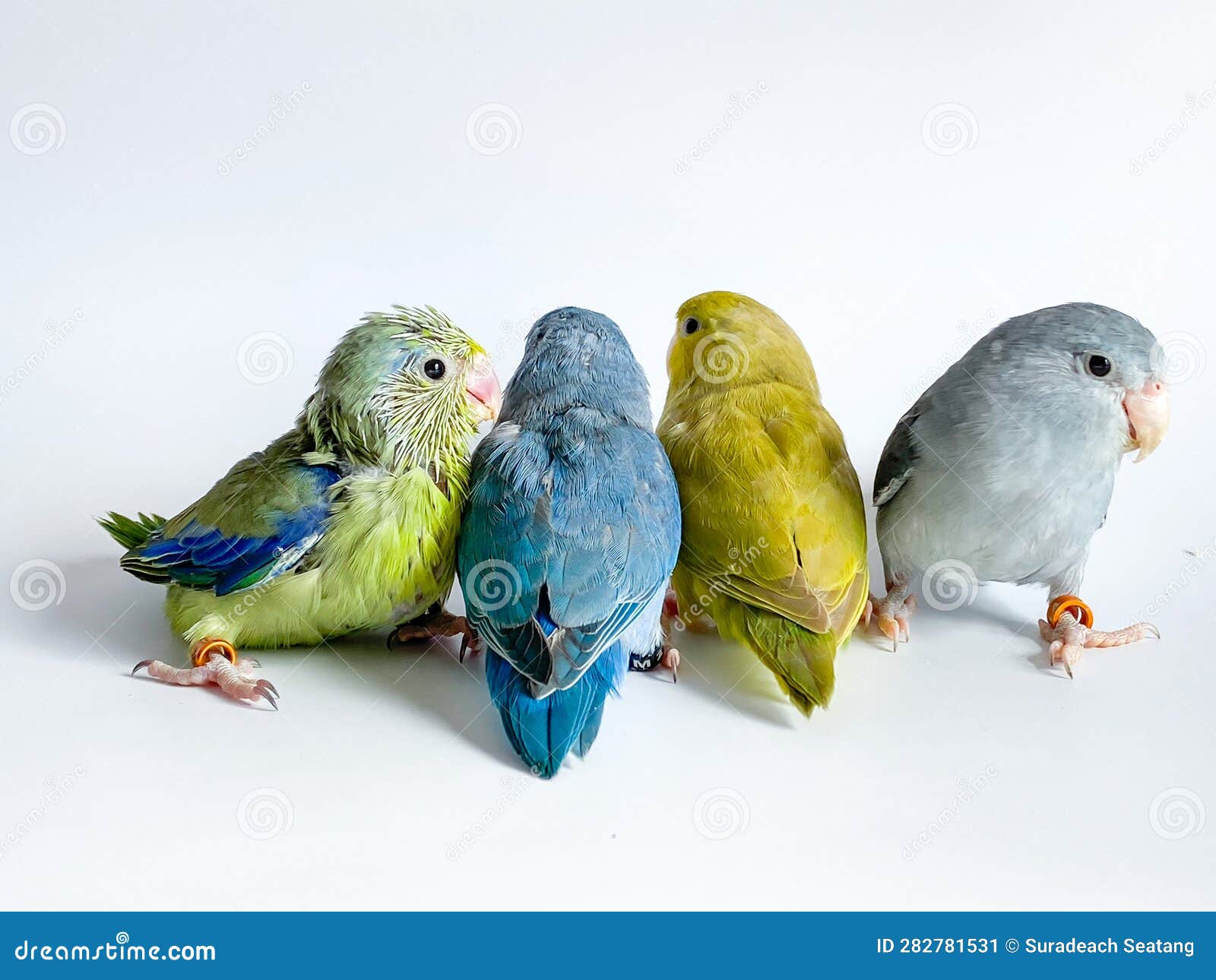 Forpus Parrot Bird on the White Stock Image - Image of color, portrait ...