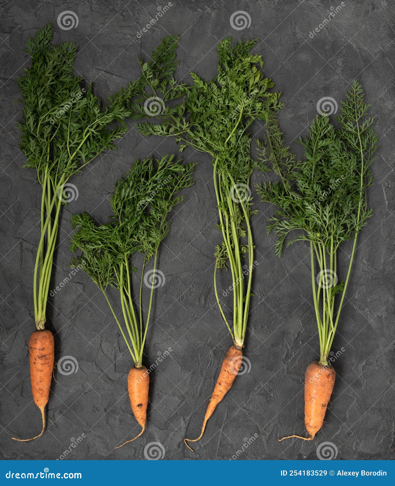 Four Fresh Carrots with Greens on Dark Grey Backgroud Stock Image ...