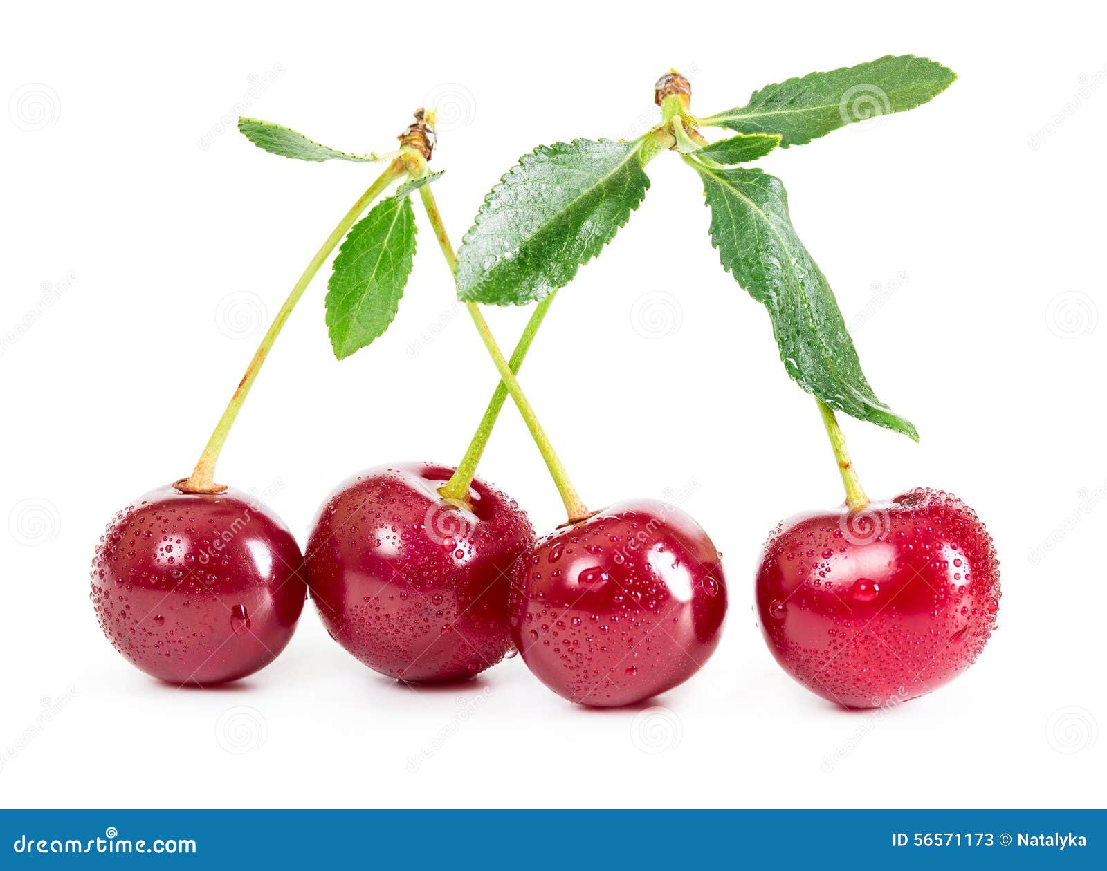 Four Fresh Cherries on a Branch with Water Drops Stock Image - Image of ...