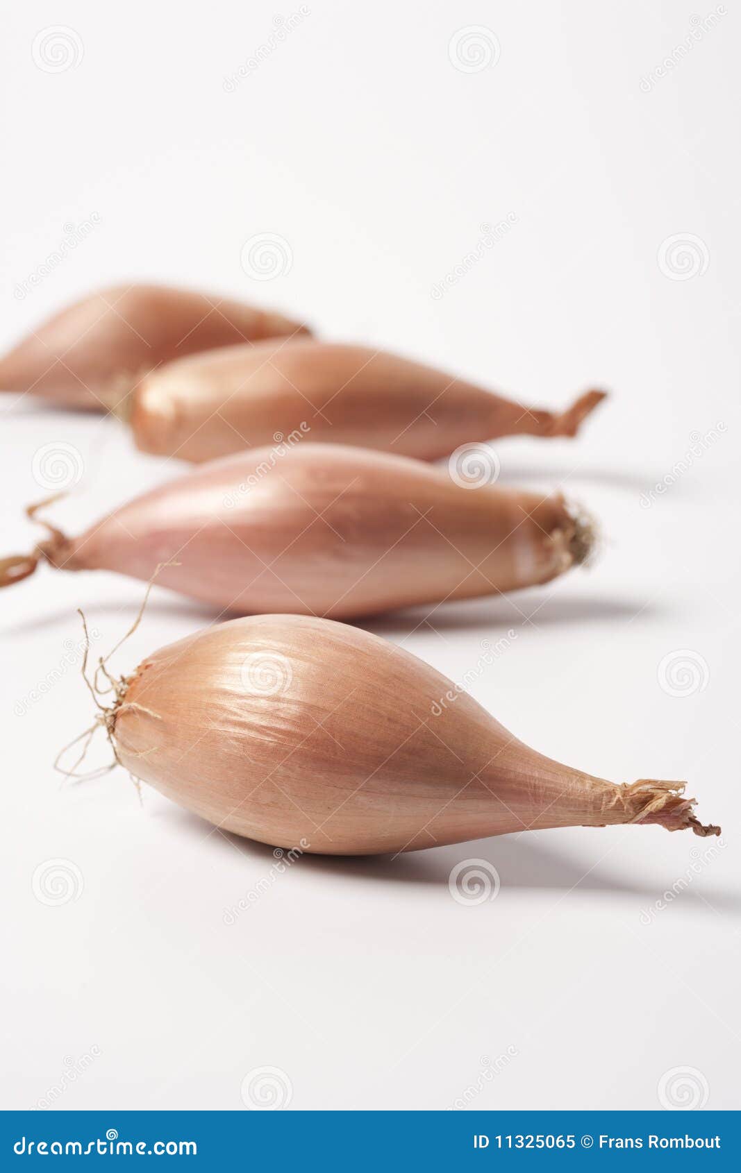 Four Fresh Echalion Shallots on White Background Stock Image - Image of ...