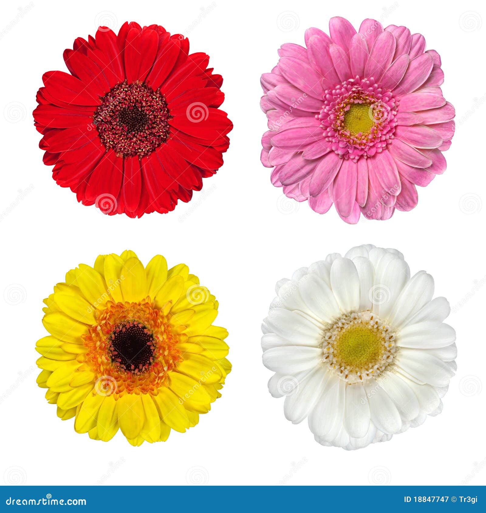 Four Fresh Gerbera Flowers Isolated on White Stock Image - Image of ...