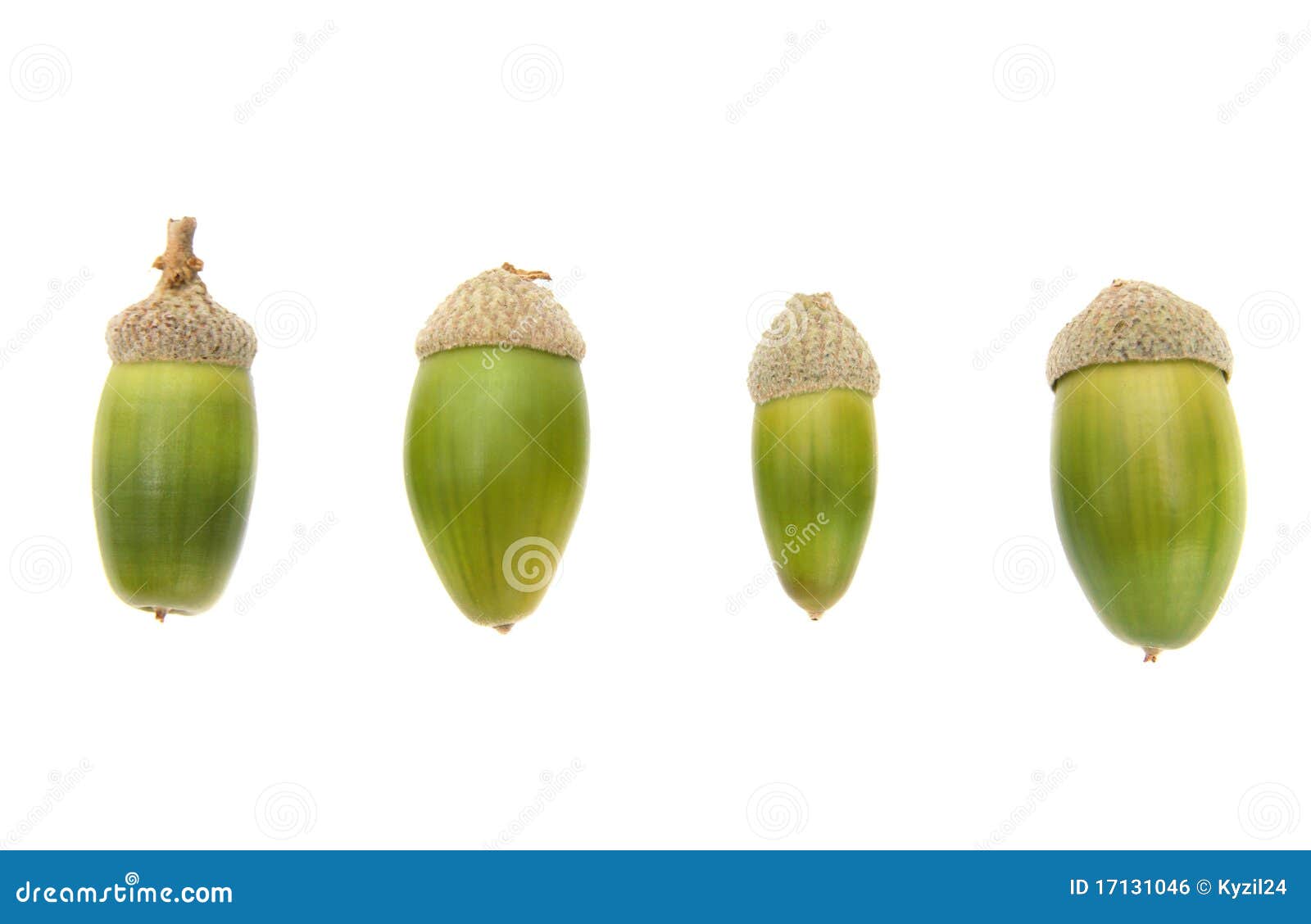 Four fresh green acorns stock photo. Image of color, objects - 17131046