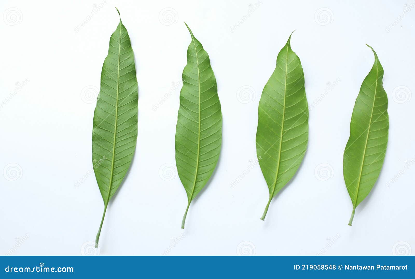 Four Fresh Green Mango Leaves,leaf Isolate on White Background. Concept ...