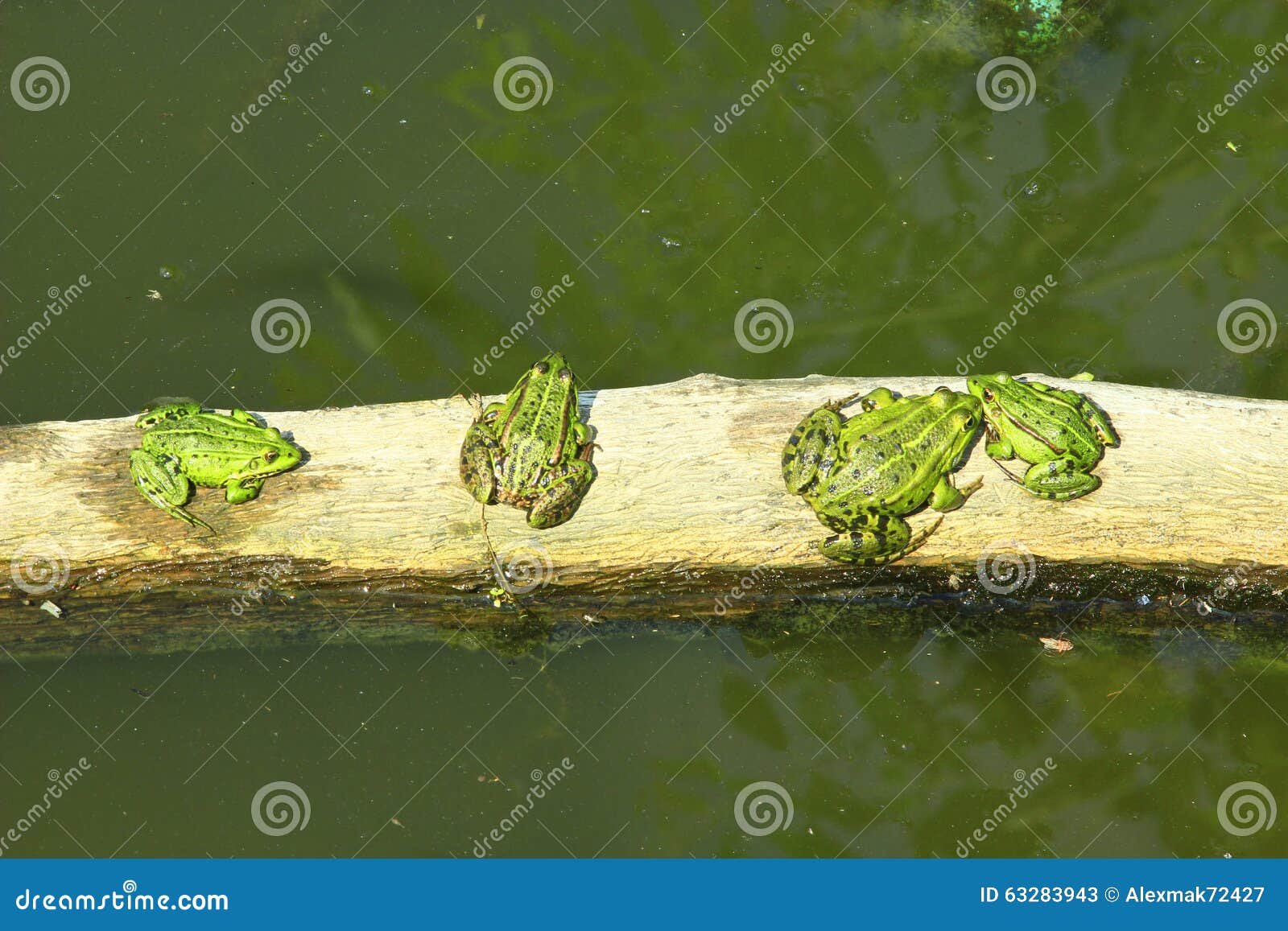 Four frogs sit in row stock image. Image of life, green - 63283943