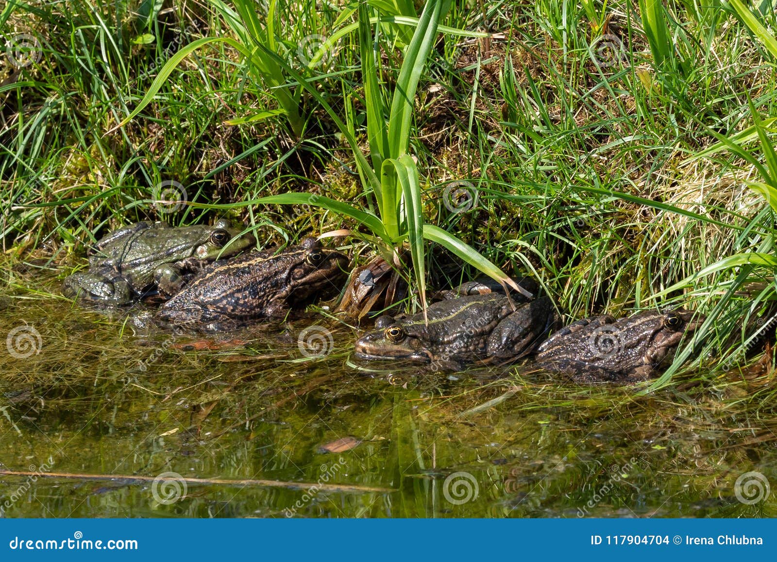 Four Frogs Sit Side by Side Stock Photo - Image of group, wildlife ...