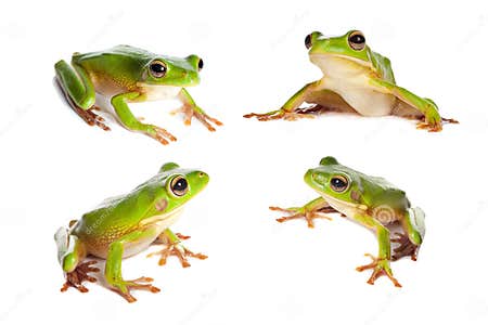 Four frogs on white stock photo. Image of sitting, cute - 12993638