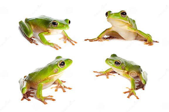 Four frogs on white stock photo. Image of sitting, cute - 12993638