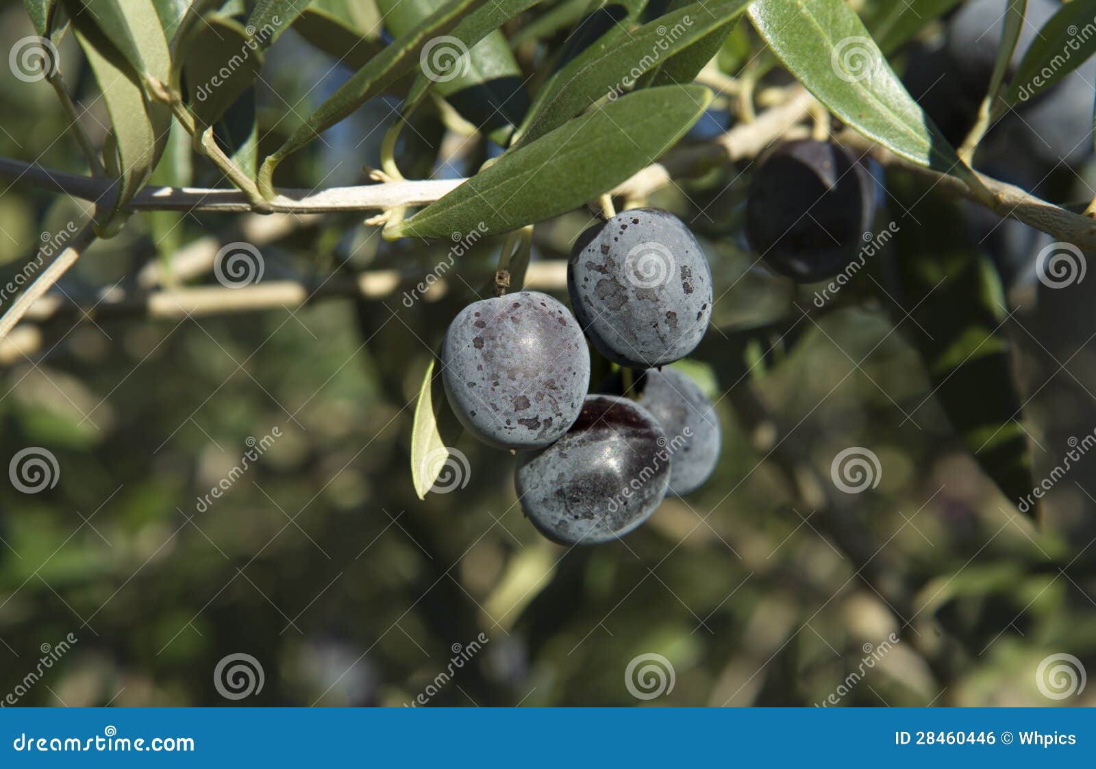 Four fruit olive bunch stock photo. Image of diurnal - 28460446