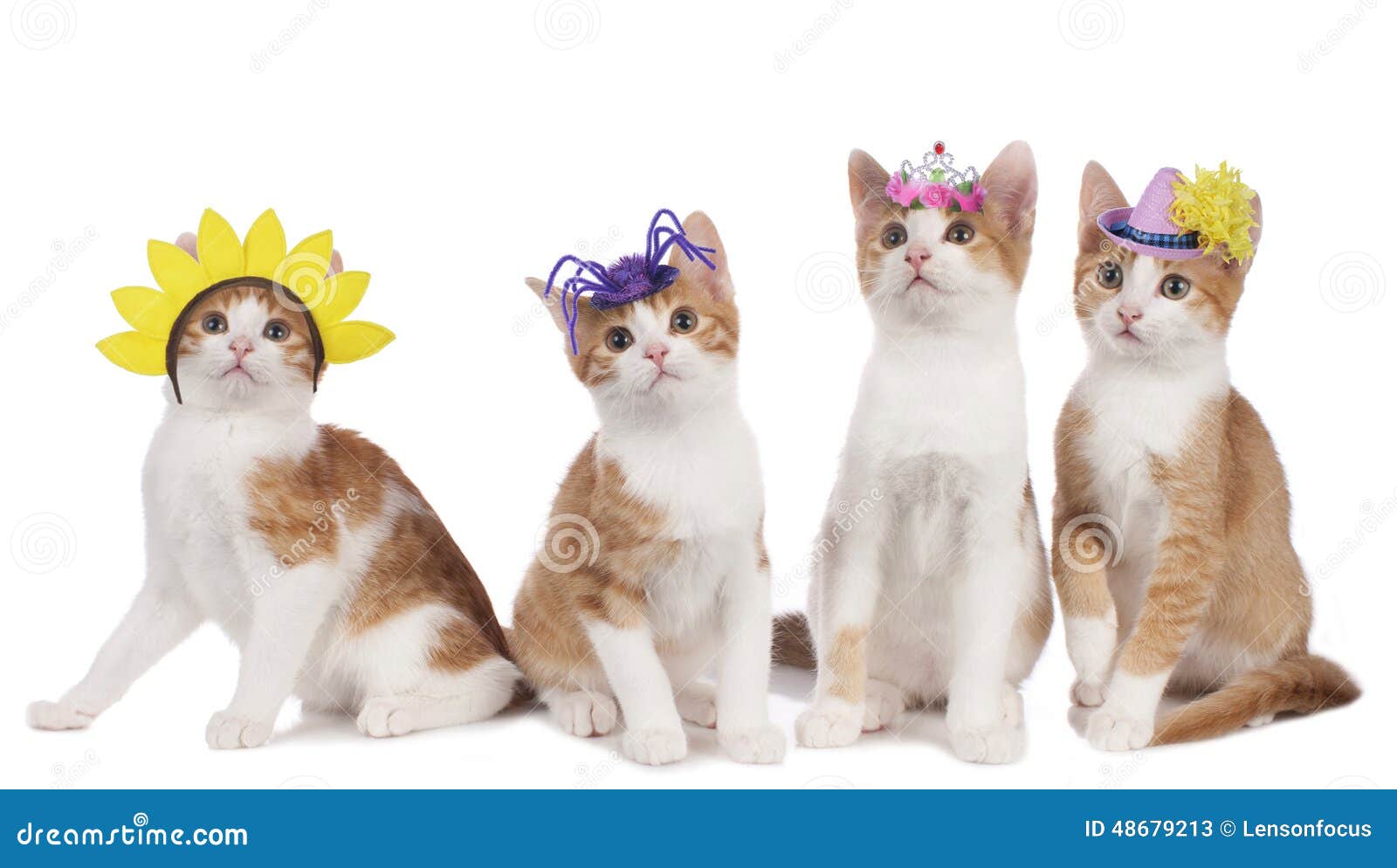 Four Funny Cats with Carnival Hats Stock Image - Image of mardi ...