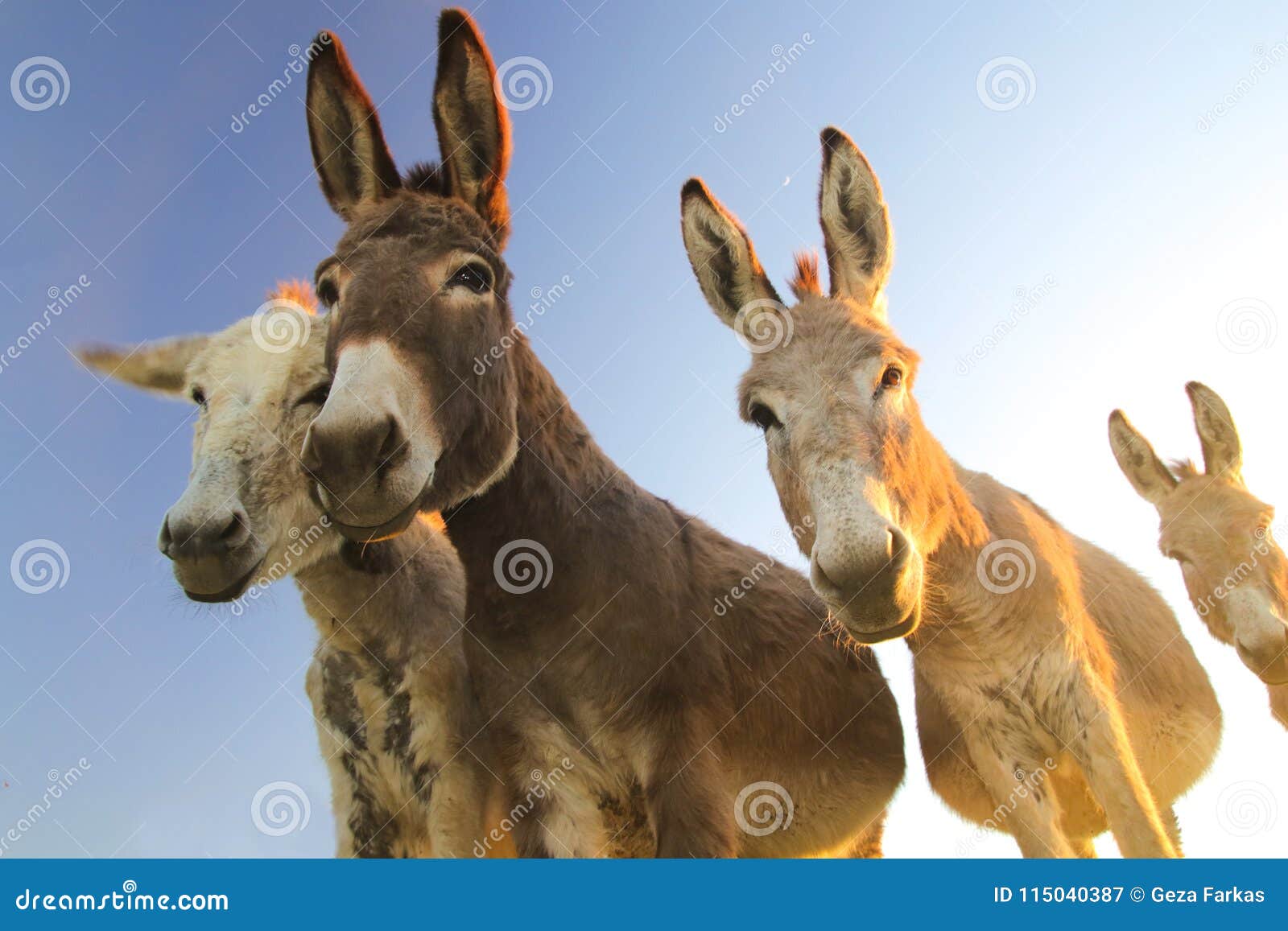 Four funny donkeys stock image. Image of herd, countryside - 115040387