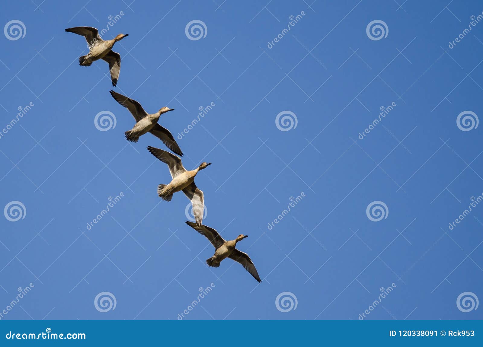 Four Gadwall Flying in a Blue Sky Stock Image - Image of male, bird ...