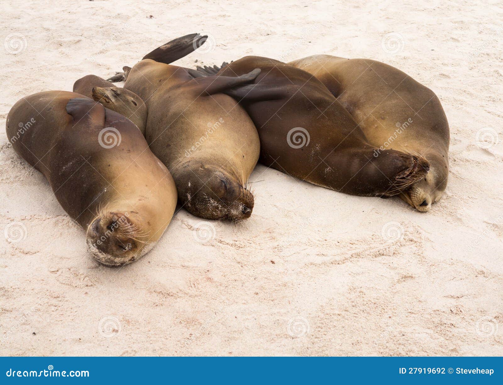 Four Seals Sleeping On The Rocks At Ballestas Island, Paracas Na Stock ...