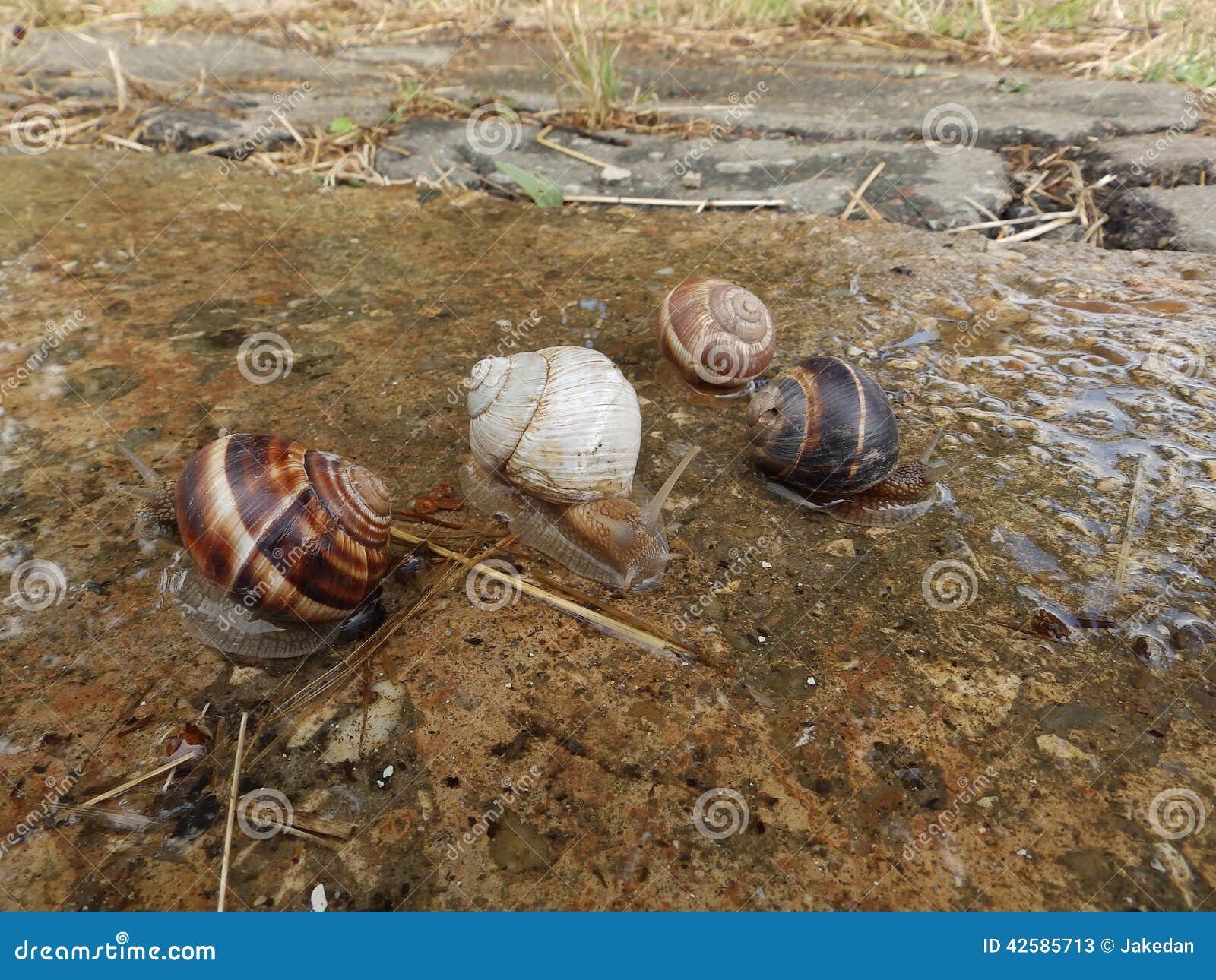 Four garden snails stock image. Image of wildlife, garden - 42585713