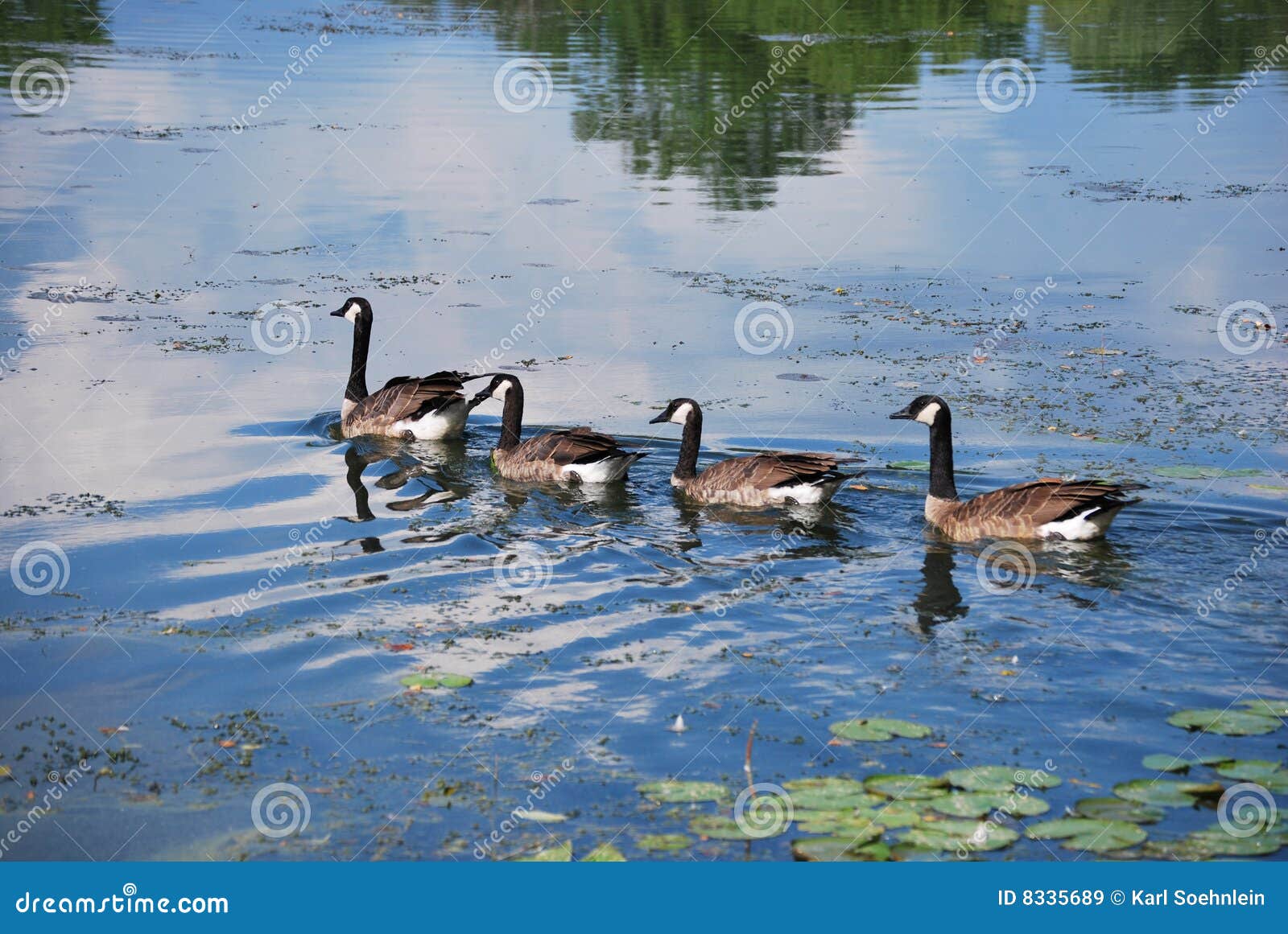 Four geese stock image. Image of animals, geese, wing - 8335689