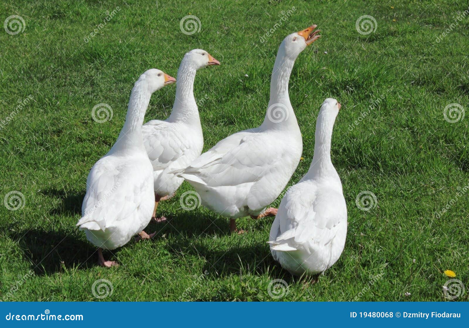 Four geese on meadow stock photo. Image of farm, family - 19480068