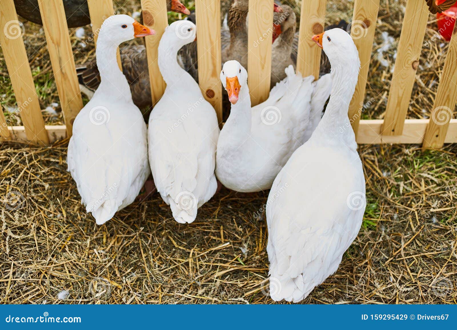 Four Geese Walk in the Paddock Stock Image - Image of farm, community ...