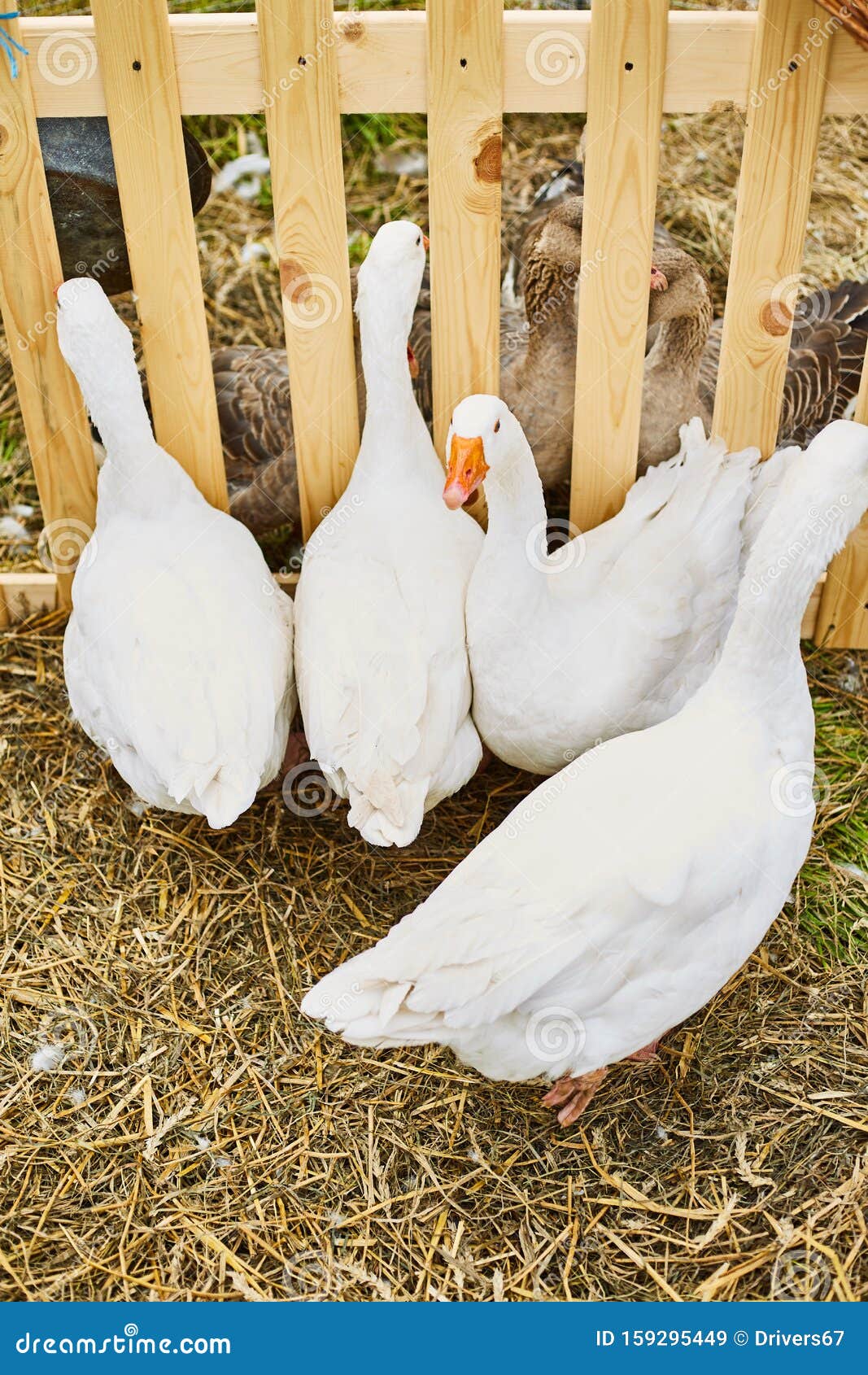 Four Geese Walk in the Paddock Stock Image - Image of four, fear: 159295449