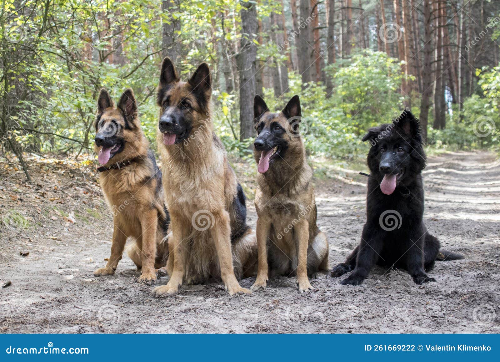 Four German Shepherd Dog in Forest Stock Photo - Image of four, erman ...