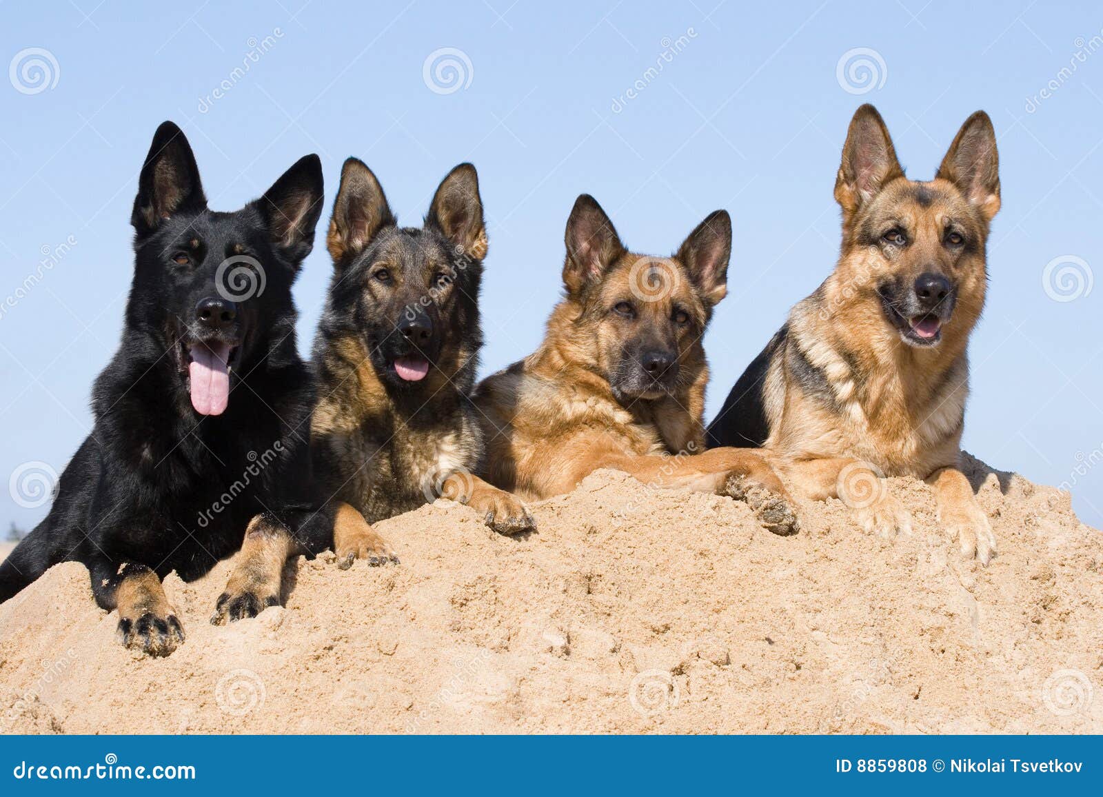 Four Germany Sheepdogs stock photo. Image of german, muzzle - 8859808