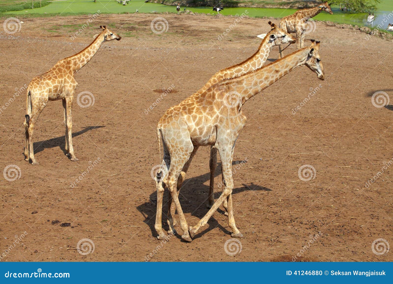 Four giraffe walk stock photo. Image of conservation - 41246880