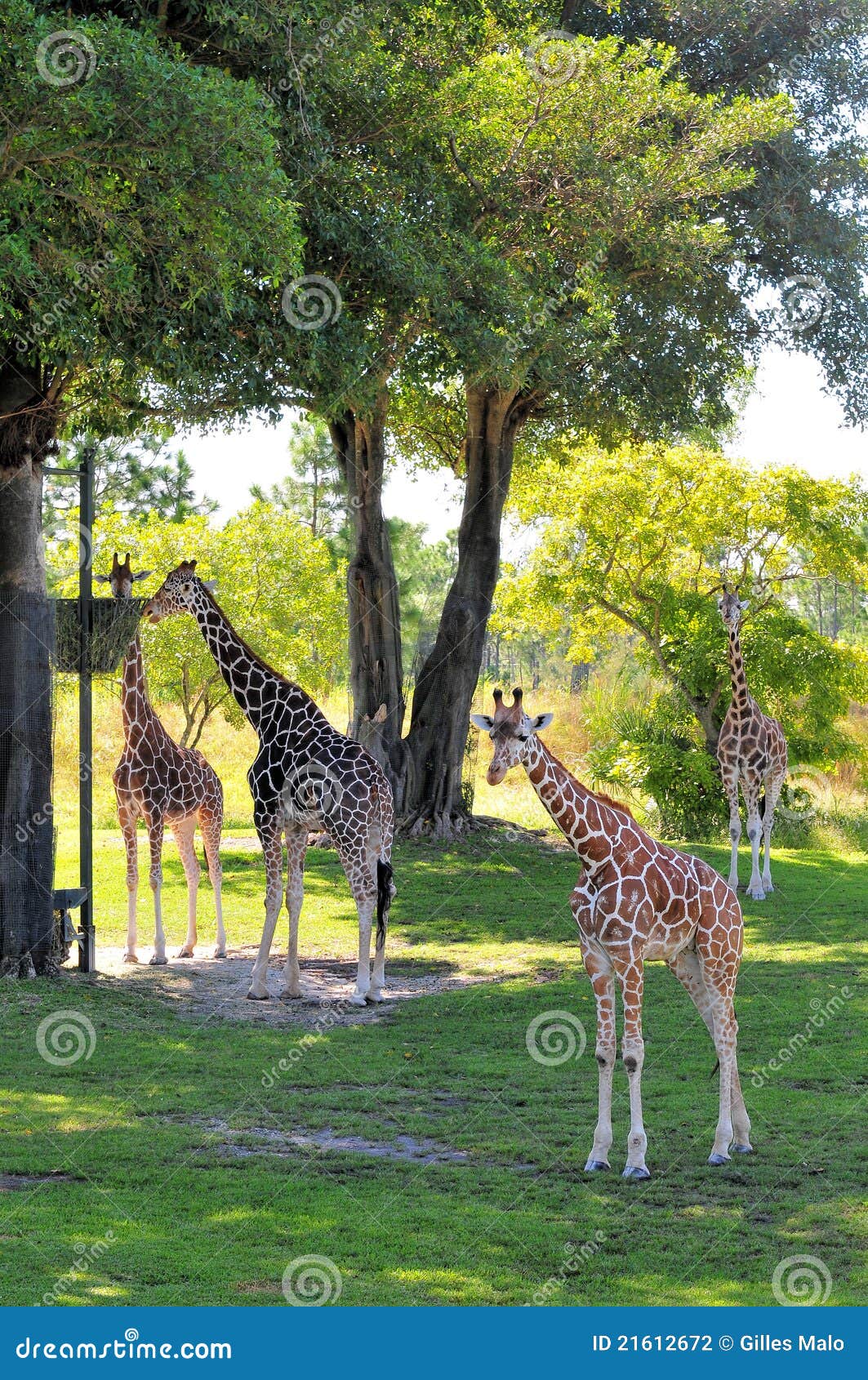 Four Giraffes stock photo. Image of species, florida - 21612672