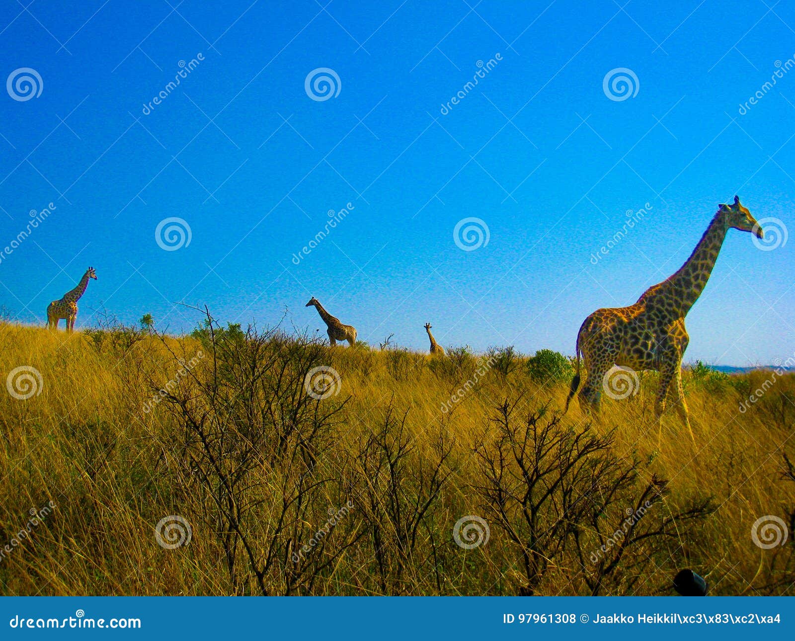 Four giraffes stock photo. Image of animal, travel, park - 97961308