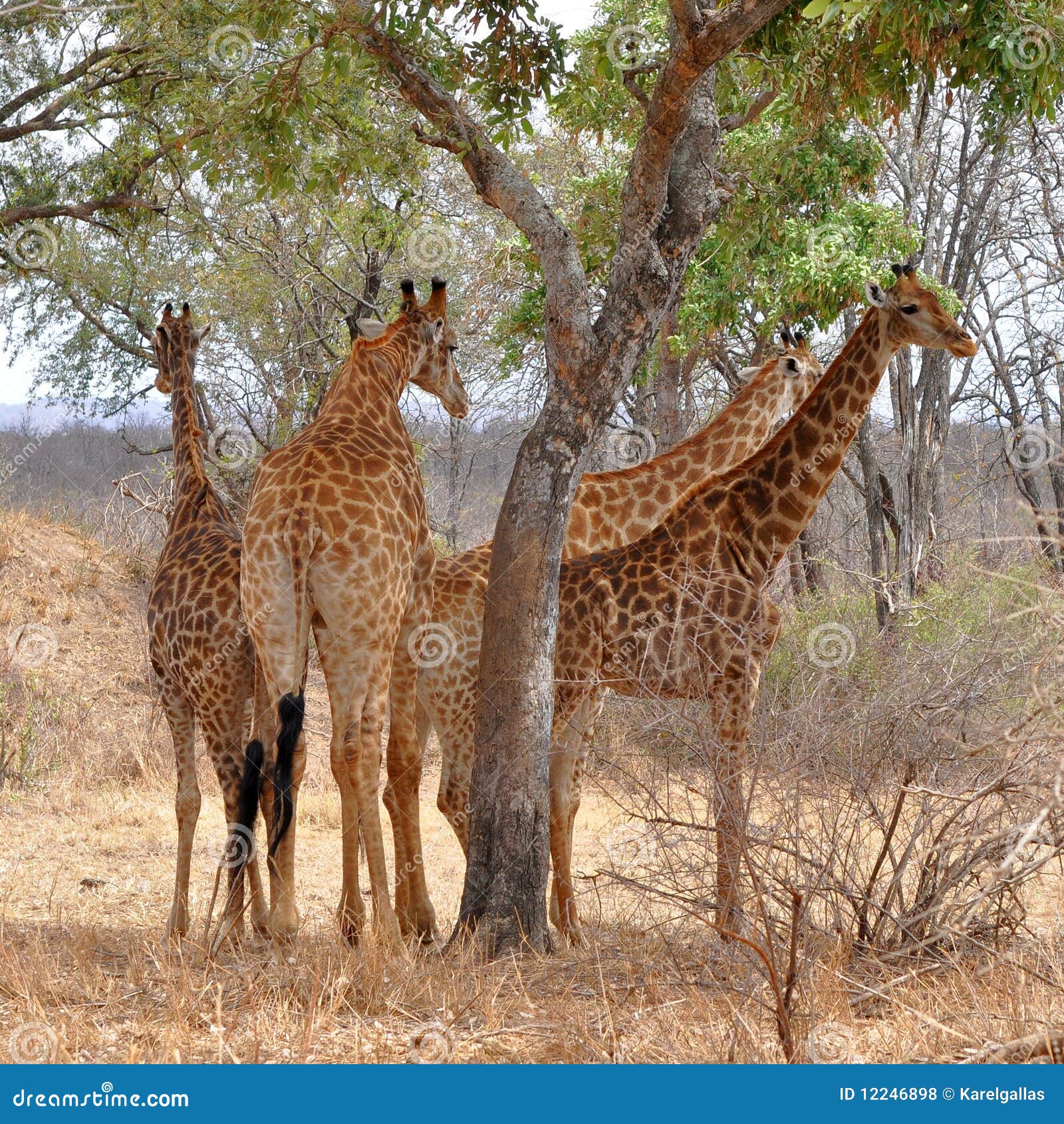 Four Giraffes Resting Under Tree,Kruger NP Stock Photo - Image of game ...