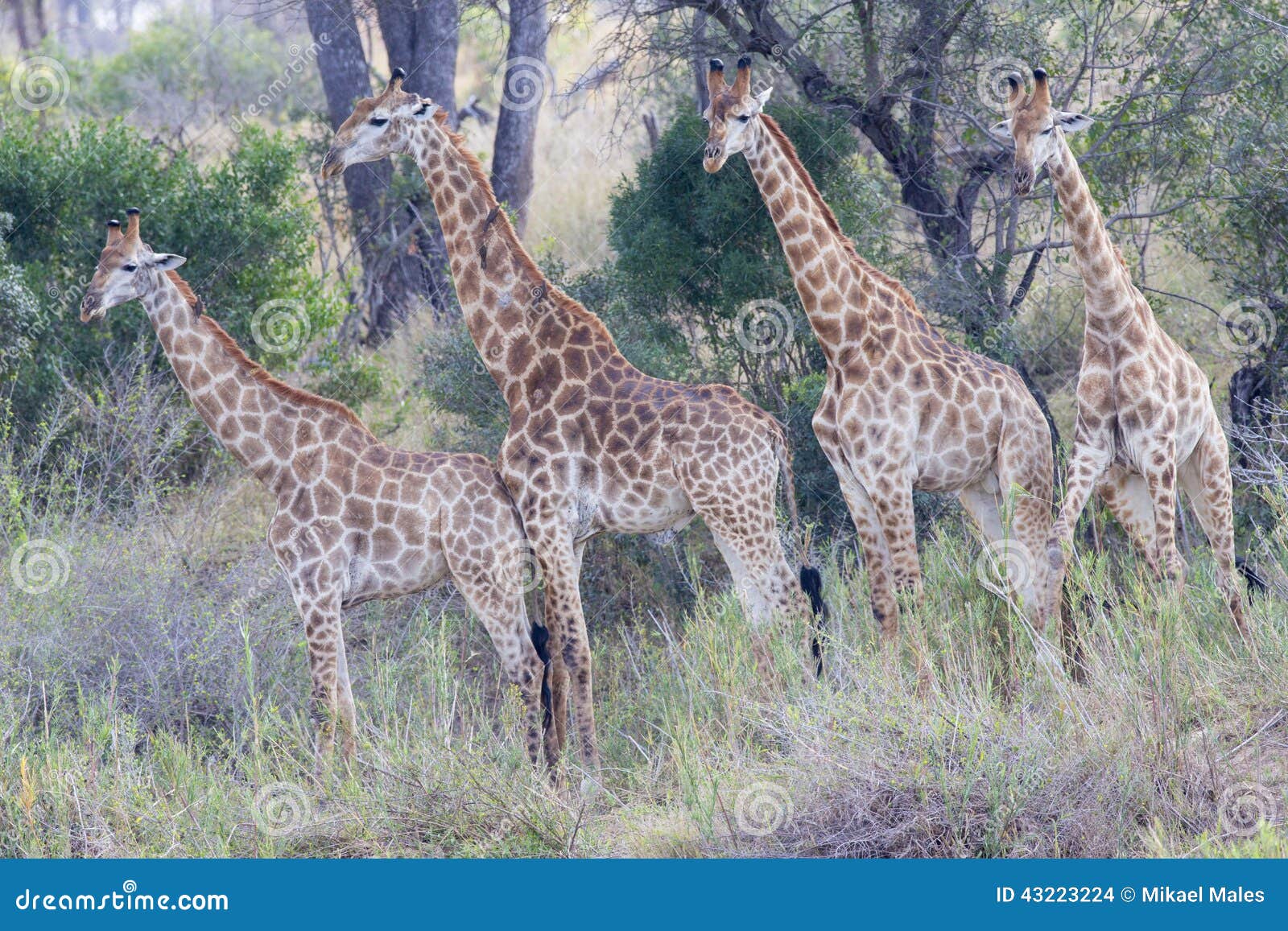 Four giraffes in a row stock photo. Image of four, giraffe - 43223224