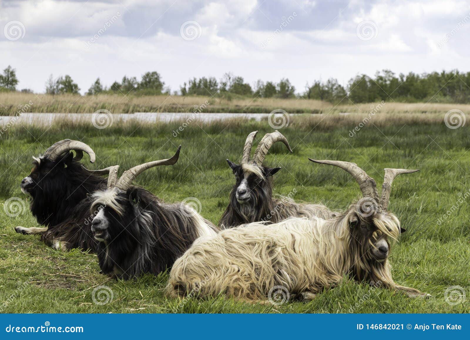 Four goats stock image. Image of resting, outdoor, pasture - 146842021