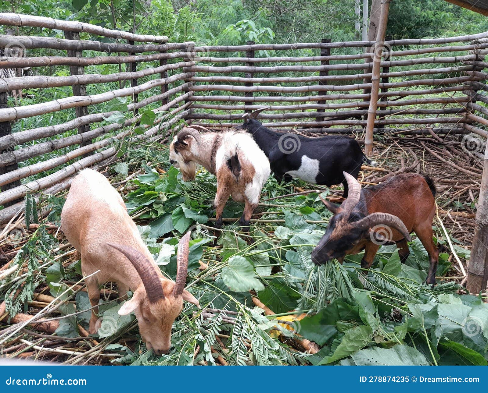 Four Goats are Having Lunch. Stock Image - Image of goats, leaves ...