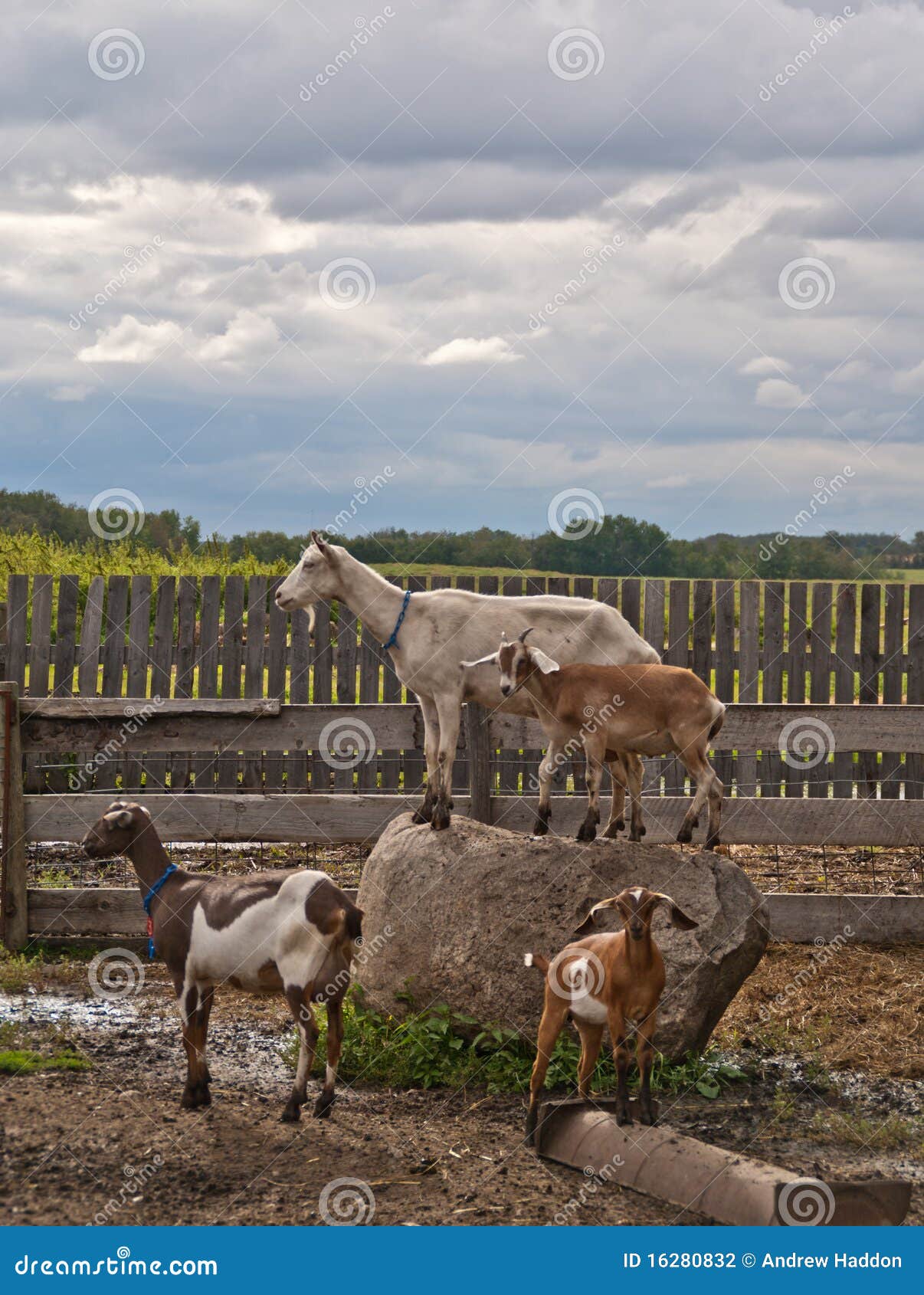 Four goats in a pen stock photo. Image of agriculture - 16280832