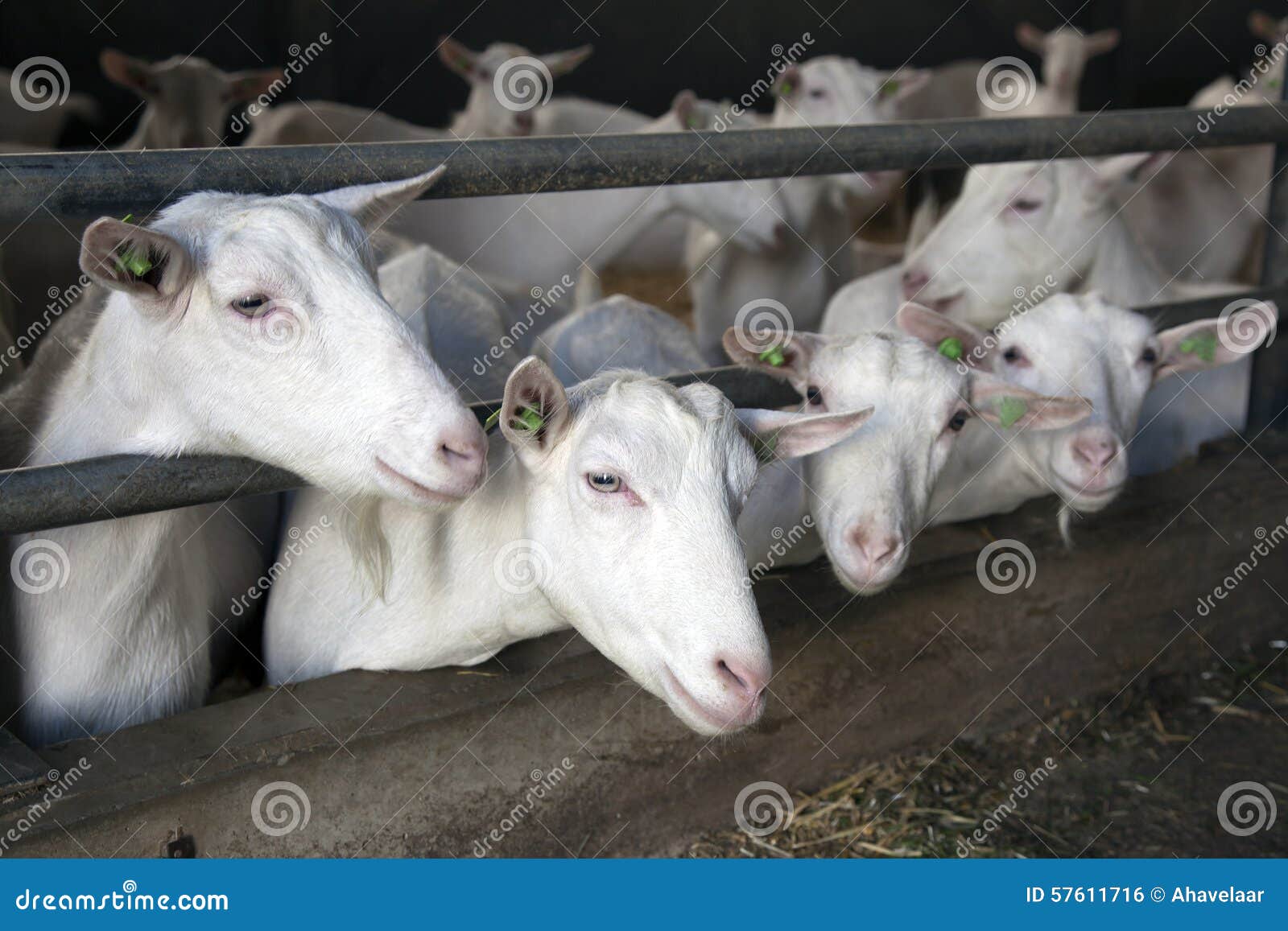 Four Goats Stick Their Heads through Bars of Stable Stock Photo - Image ...