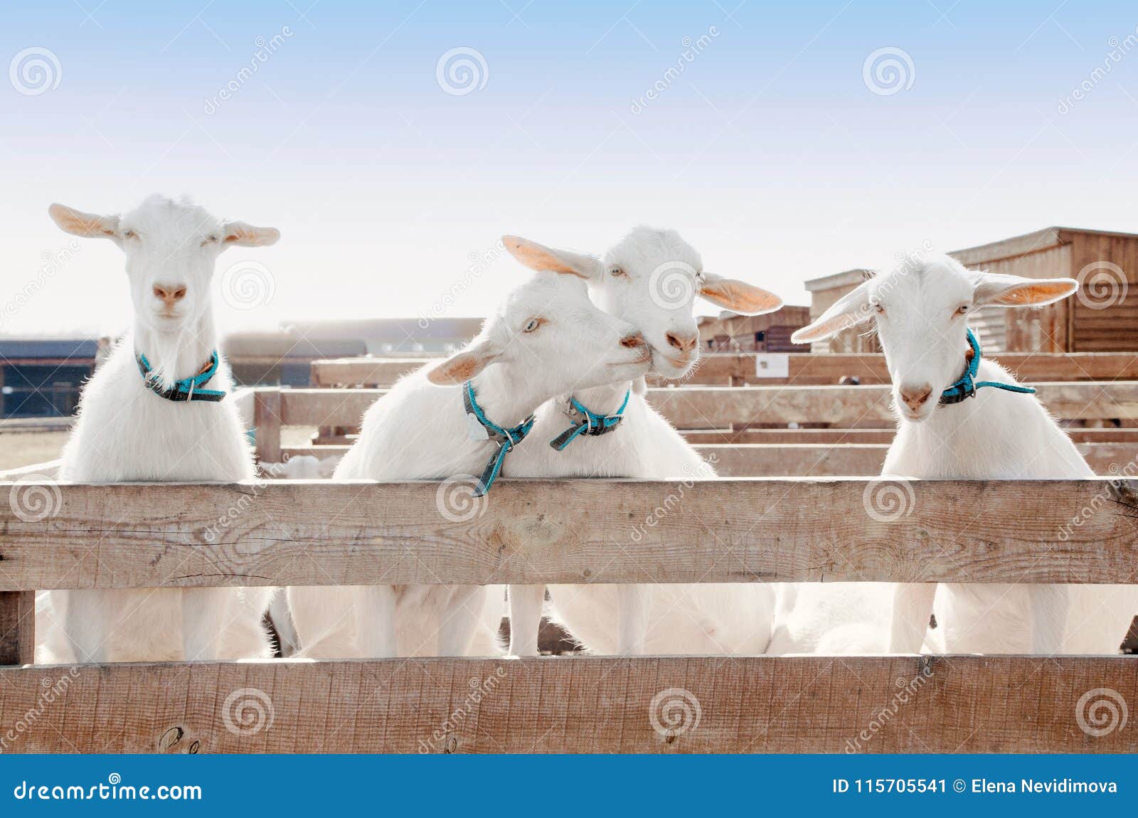 Four Goats Stick Their Heads Through Bars Of Stable Royalty-Free Stock ...